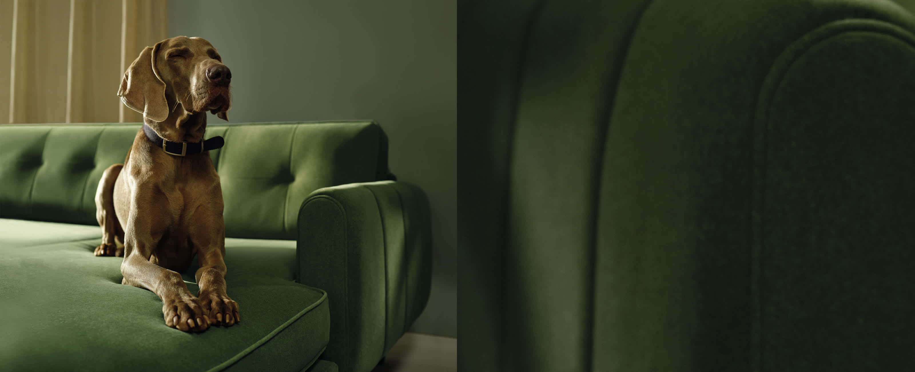 Pet-friendly Sofas | Pet-proof & Stain-resistant Sofas